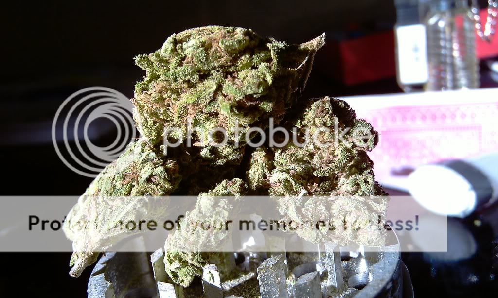 ** Official Rate the BUD shot posted above you.**** | Page 58 ...