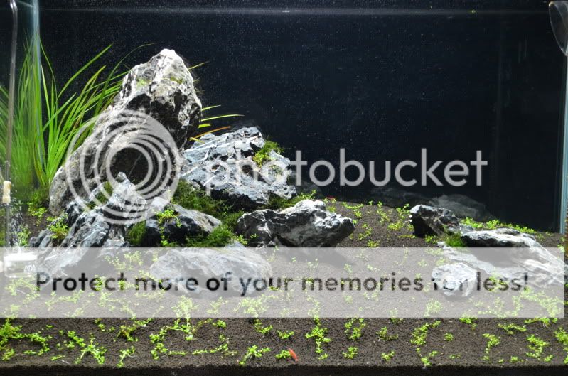 CmLaracy's ADA 75P v.5 (v.6 Preview just added, 3/11) | Page 2 | The ...