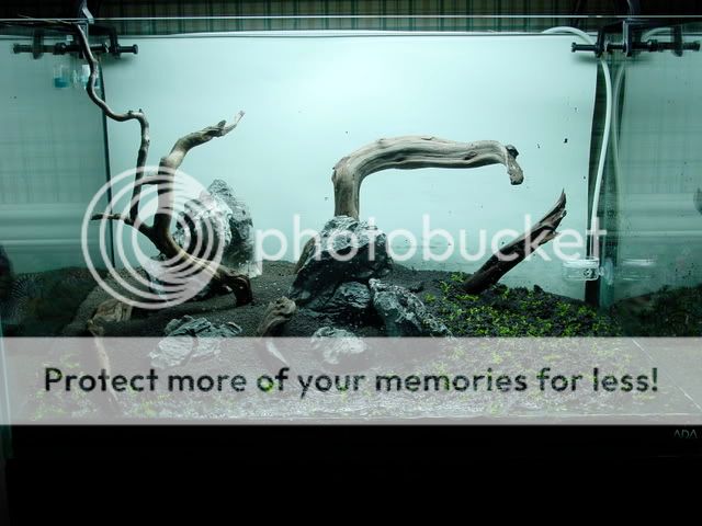 CmLaracy's 75P ADA | The Planted Tank Forum