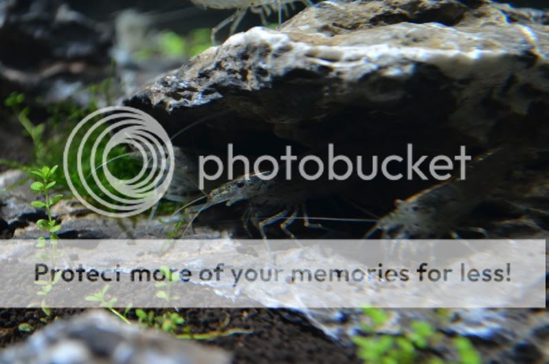 CmLaracy's ADA 75P v.5 (v.6 Preview just added, 3/11) | Page 2 | The ...