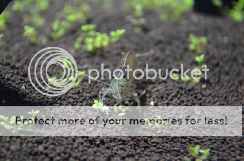 CmLaracy's ADA 75P v.5 (v.6 Preview just added, 3/11) | Page 2 | The ...