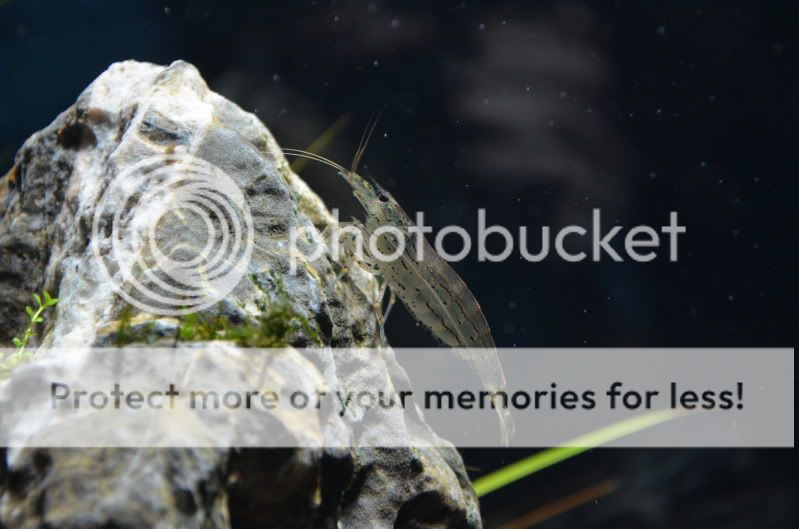 CmLaracy's ADA 75P v.5 (v.6 Preview just added, 3/11) | Page 2 | The ...