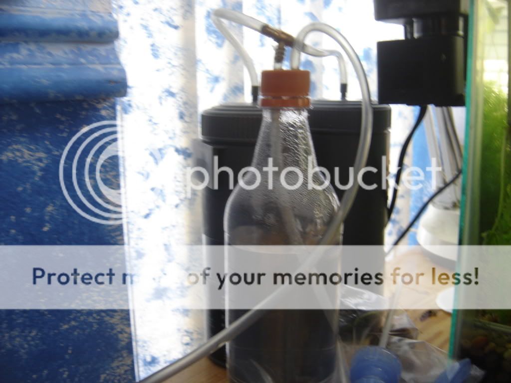 Diy C02 causing surface film | The Planted Tank Forum