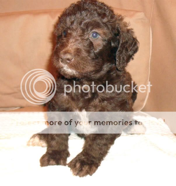 4 week old puppy pictures | Labradoodle Forums