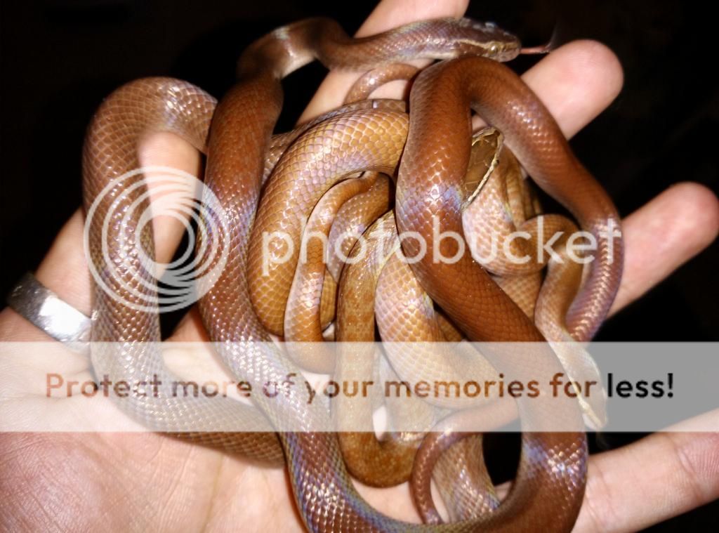 House Snakes | Reptile Forums