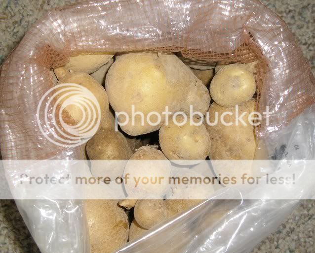 Bintje Heirloom Potato | Worms and Flowers