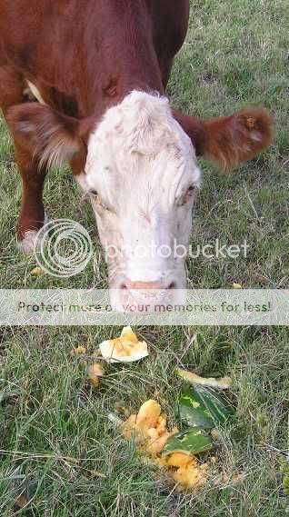 Cow Eating a Watermelon | Worms and Flowers