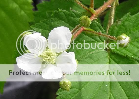 Blackberries on the Way | Worms and Flowers