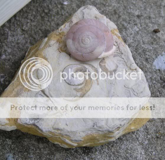 Wordless Wednesday–Living Fossils | Worms and Flowers